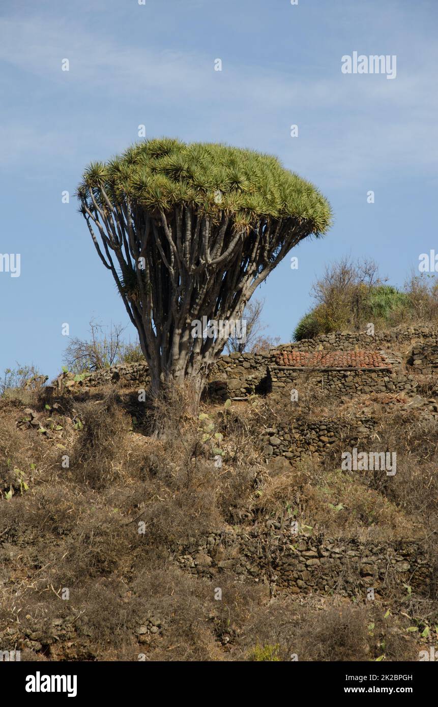Canary Islands dragon tree and stone house Stock Photo - Alamy