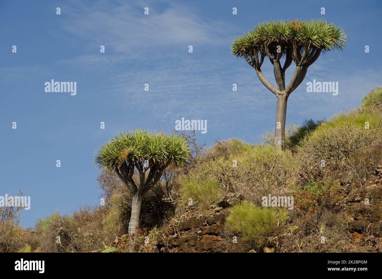 Canary Islands dragon trees Stock Photo - Alamy