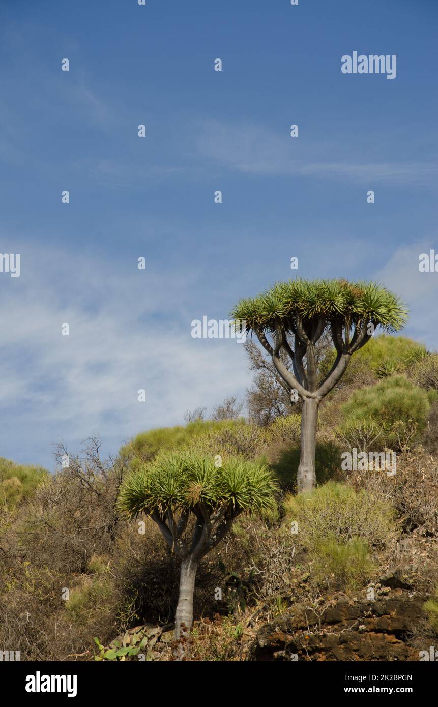 Canary Islands dragon trees Stock Photo - Alamy