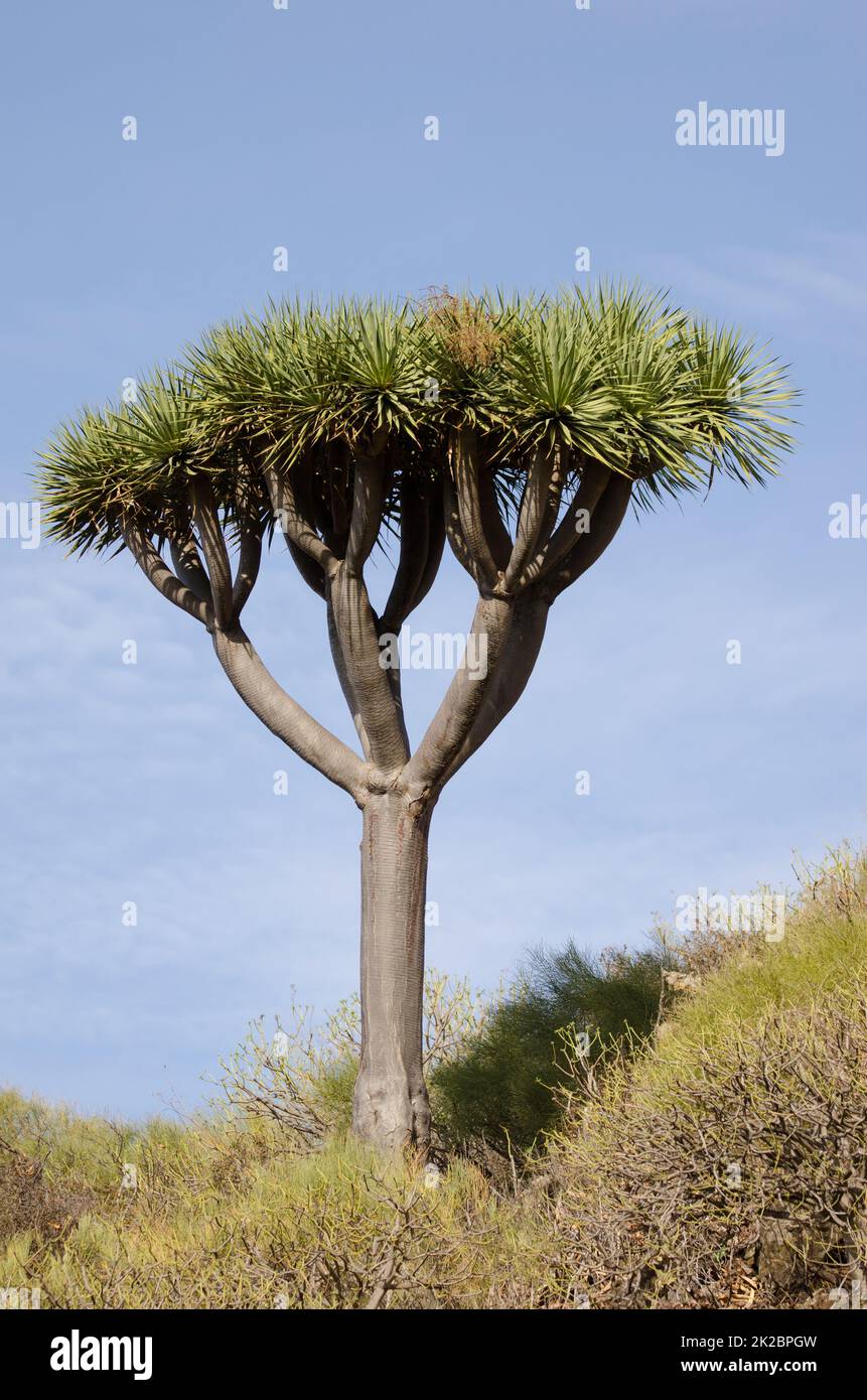 Canary Islands dragon tree Stock Photo - Alamy