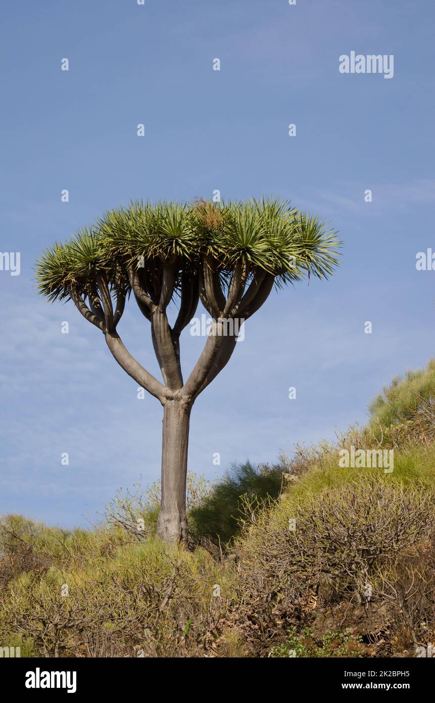 Canary Islands dragon tree Stock Photo - Alamy