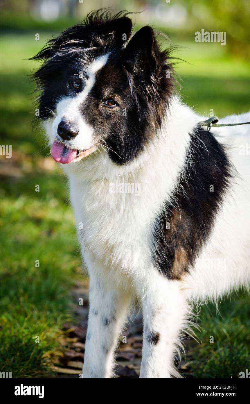 Samoyed dog german shepherd hi-res stock photography and images - Alamy