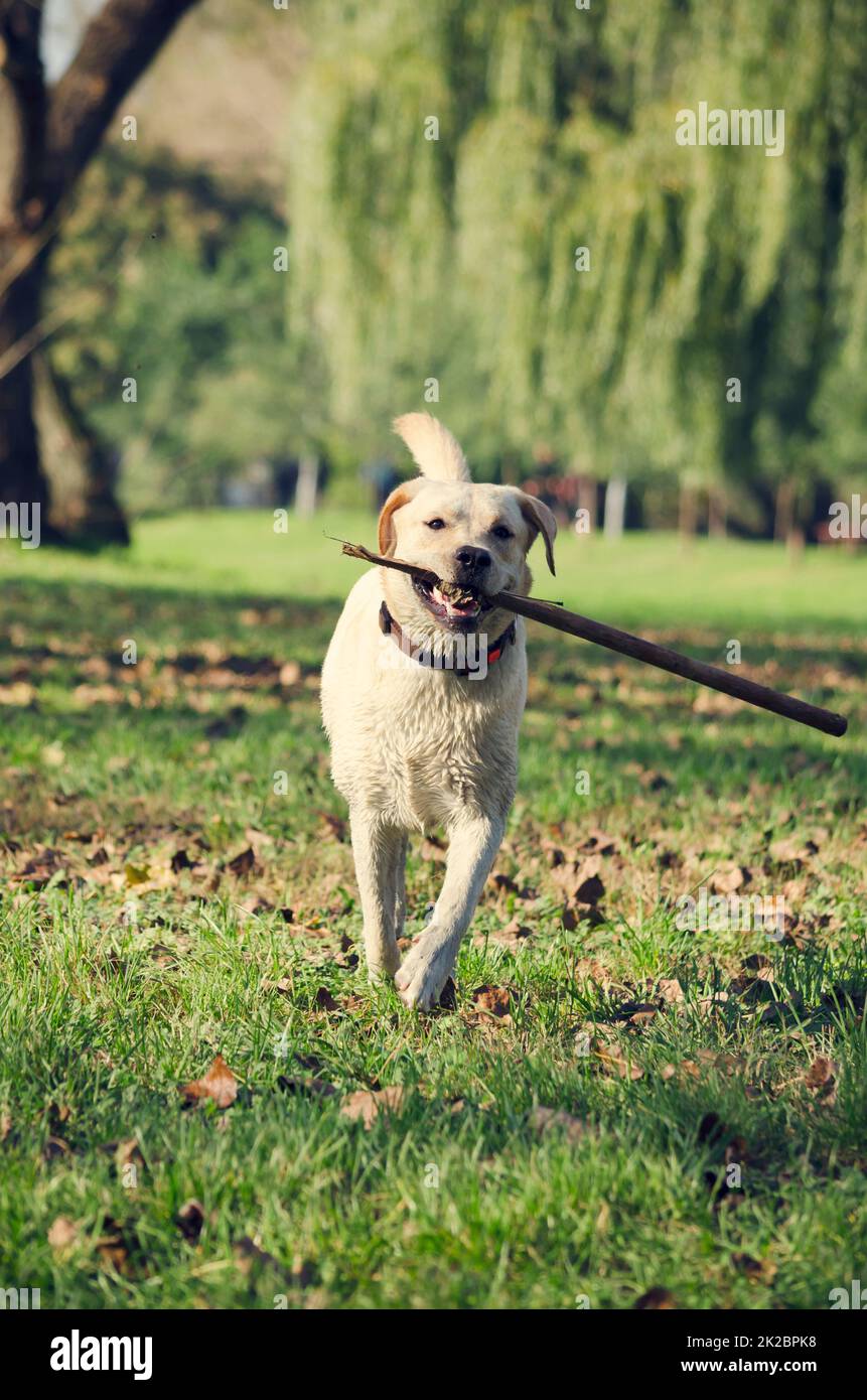 Dog with stick Stock Photo - Alamy