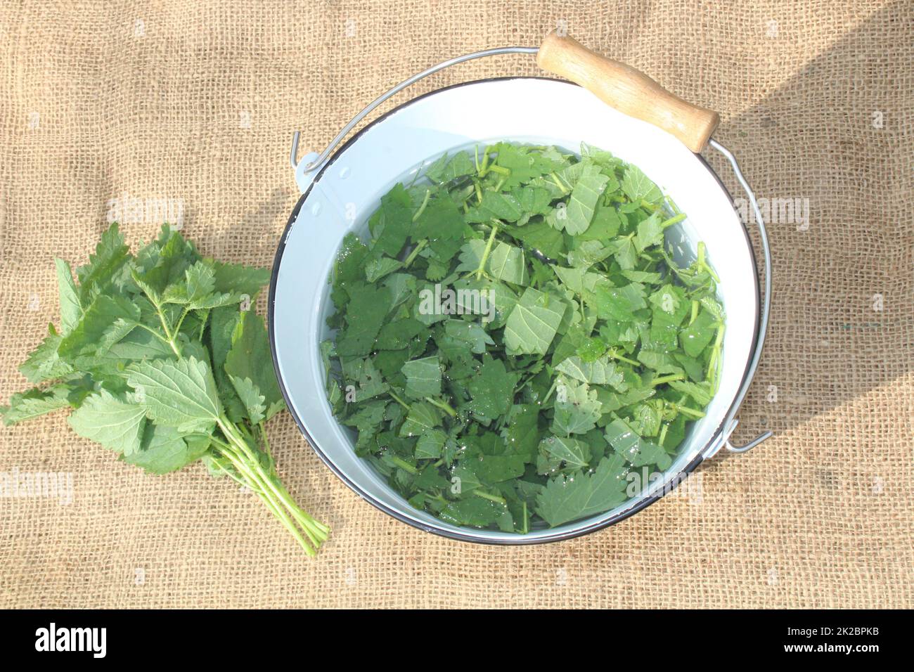 liquid manure from stinging nettles on a bucket on a jute sack Stock ...
