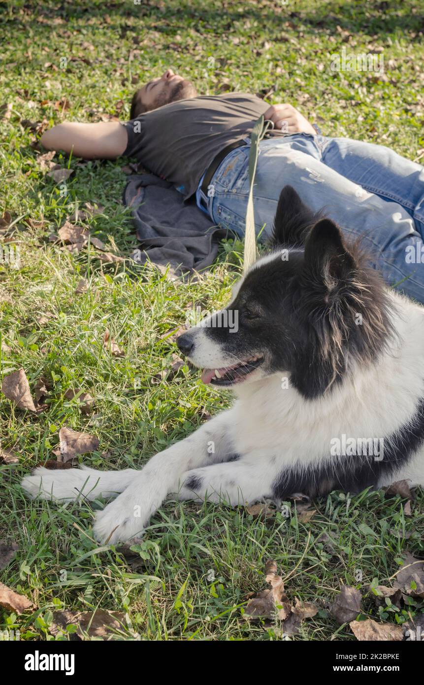 Dog laying male breed hi-res stock photography and images - Alamy