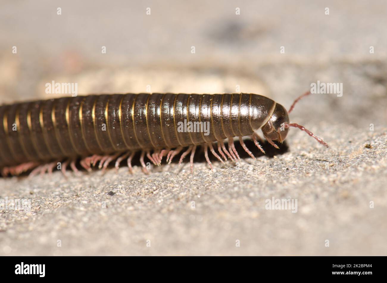 Moreleti hi-res stock photography and images - Alamy