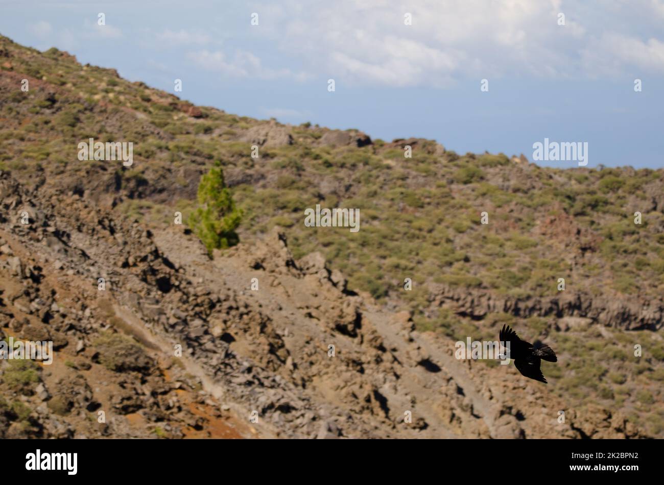 Canary Islands raven in flight Stock Photo - Alamy