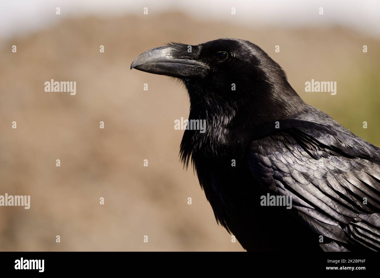Canary Islands raven Corvus corax canariensis Stock Photo - Alamy