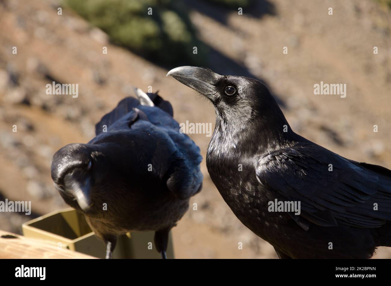 Canary Islands ravens Corvus corax canariensis Stock Photo - Alamy