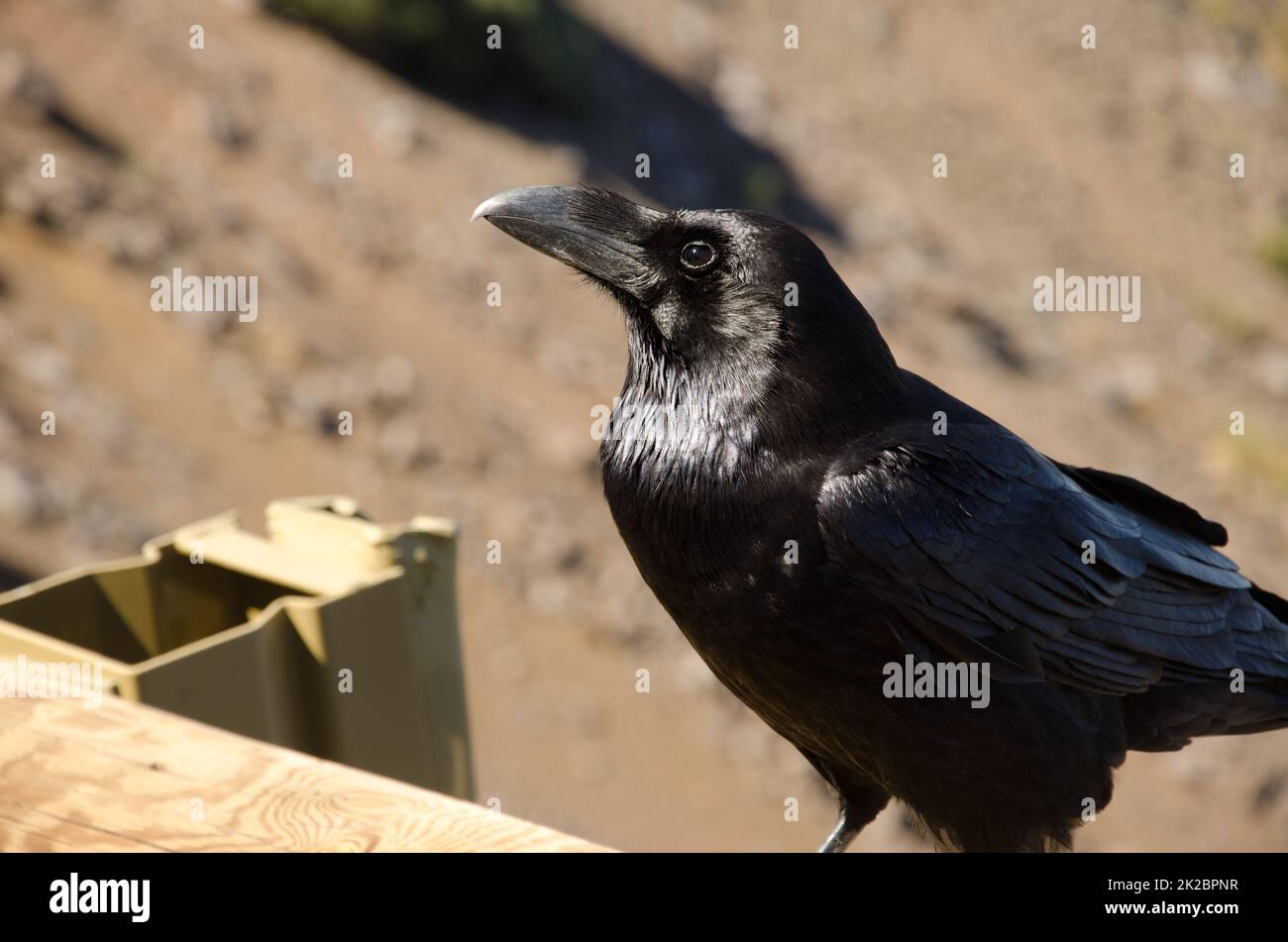 Canary Islands raven Corvus corax canariensis Stock Photo - Alamy