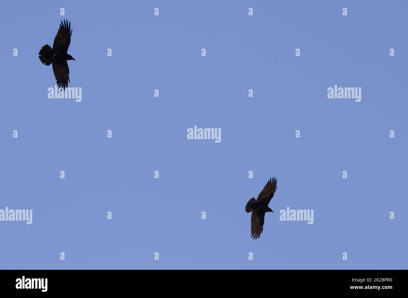 Canary Islands ravens in flight Stock Photo - Alamy