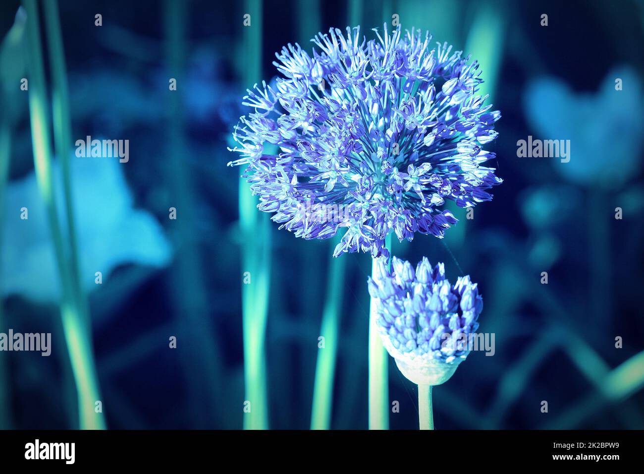 Beautiful spring pattern background with blue flower . Close up of ...