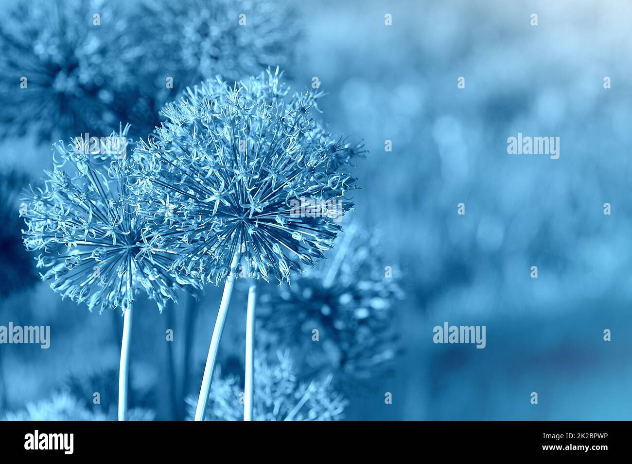 Beautiful spring pattern background with blue flower . Close up of ...
