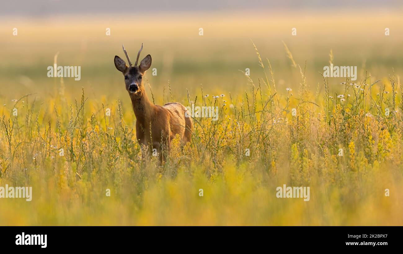 Deer looking at the camera hi-res stock photography and images - Alamy
