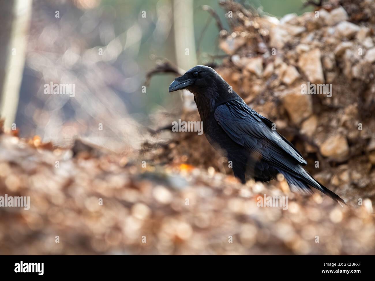 Common raven sitting on ground in autumn nature from side Stock Photo ...