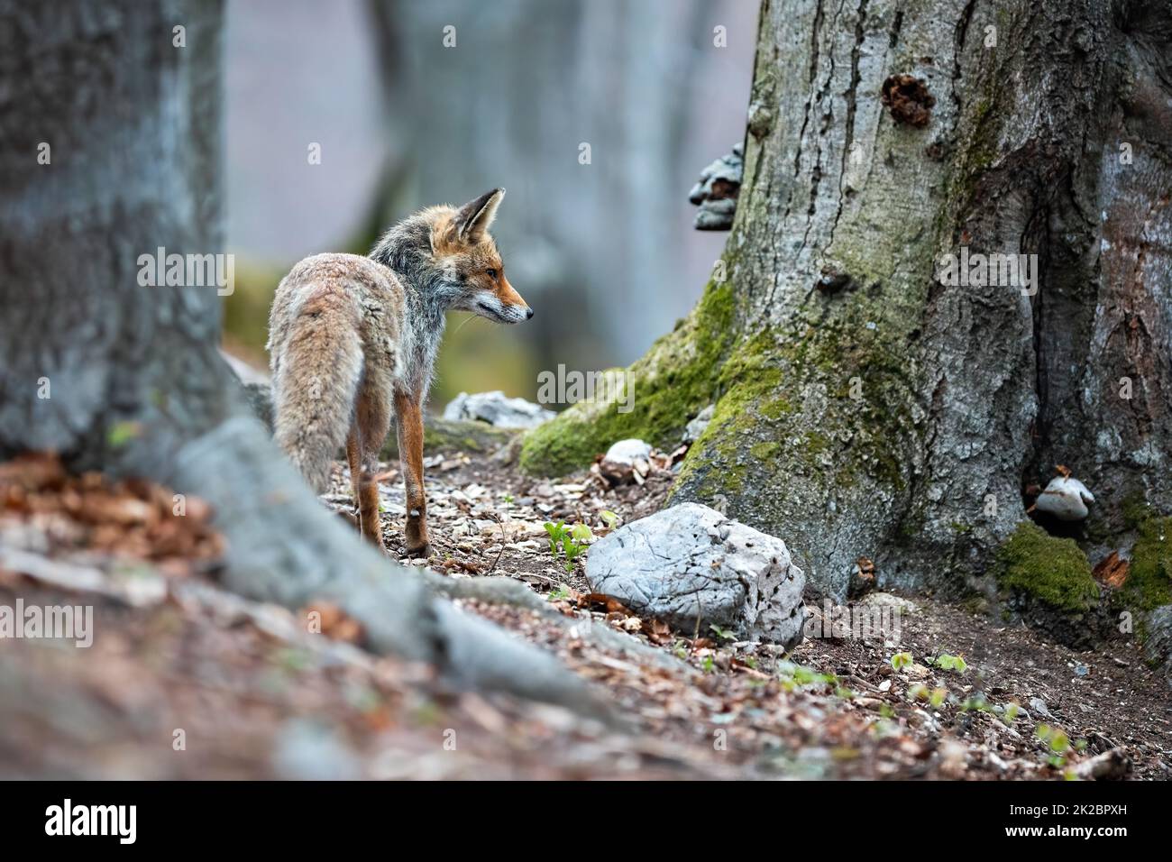 Fox standing hi-res stock photography and images - Alamy