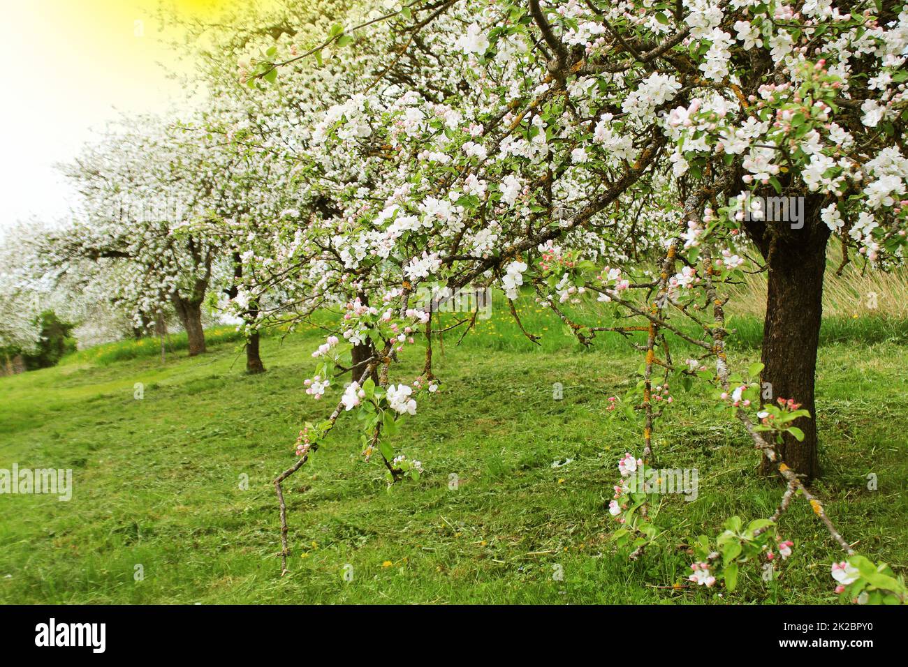 Spring blossom background. Beautiful nature scene with blooming tree of ...
