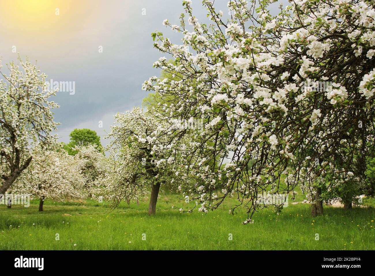 Spring blossom background. Beautiful nature scene with blooming tree of ...