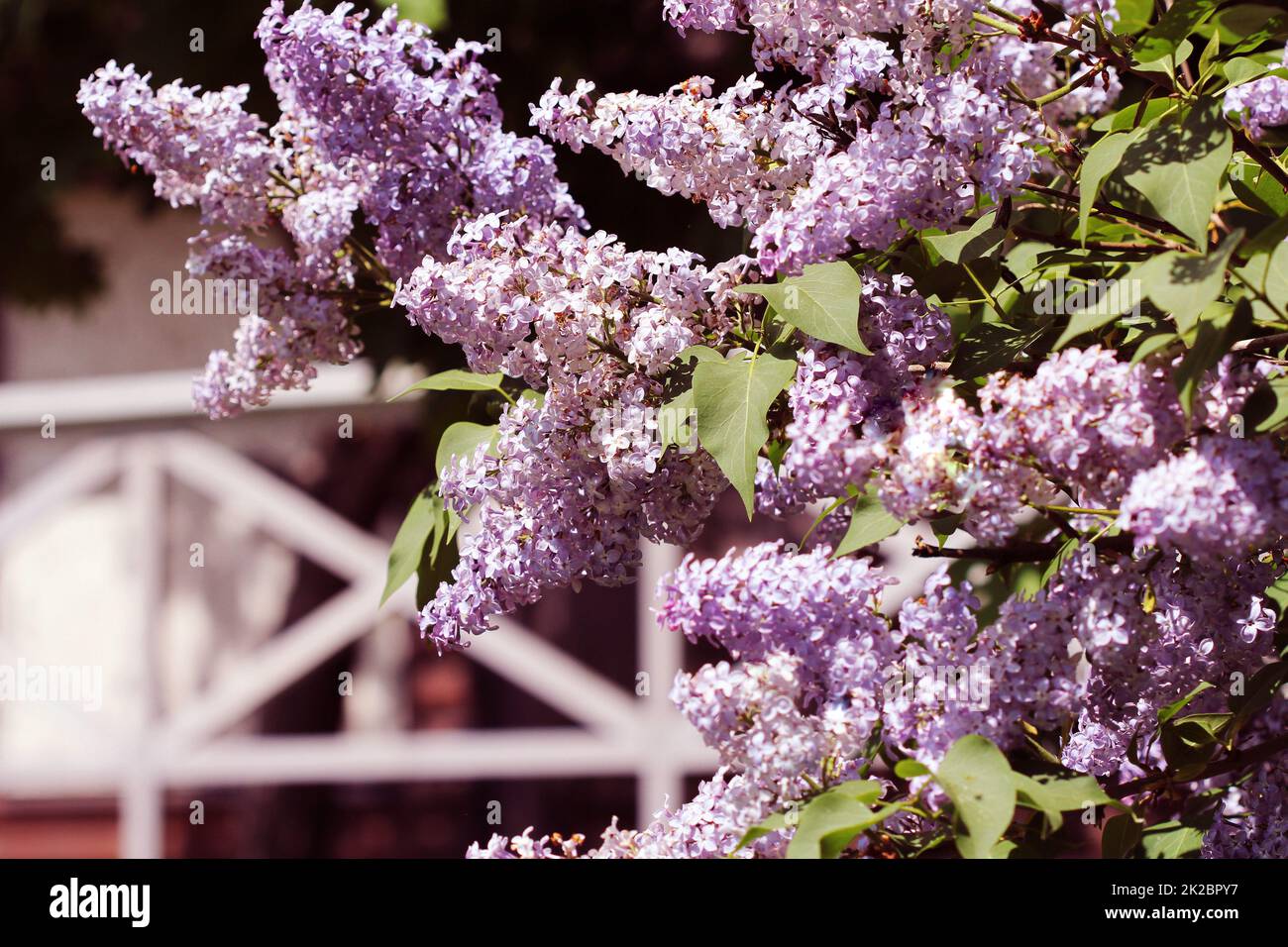 Beautiful flowering flowers of lilac tree at spring. Blossom in Spring ...