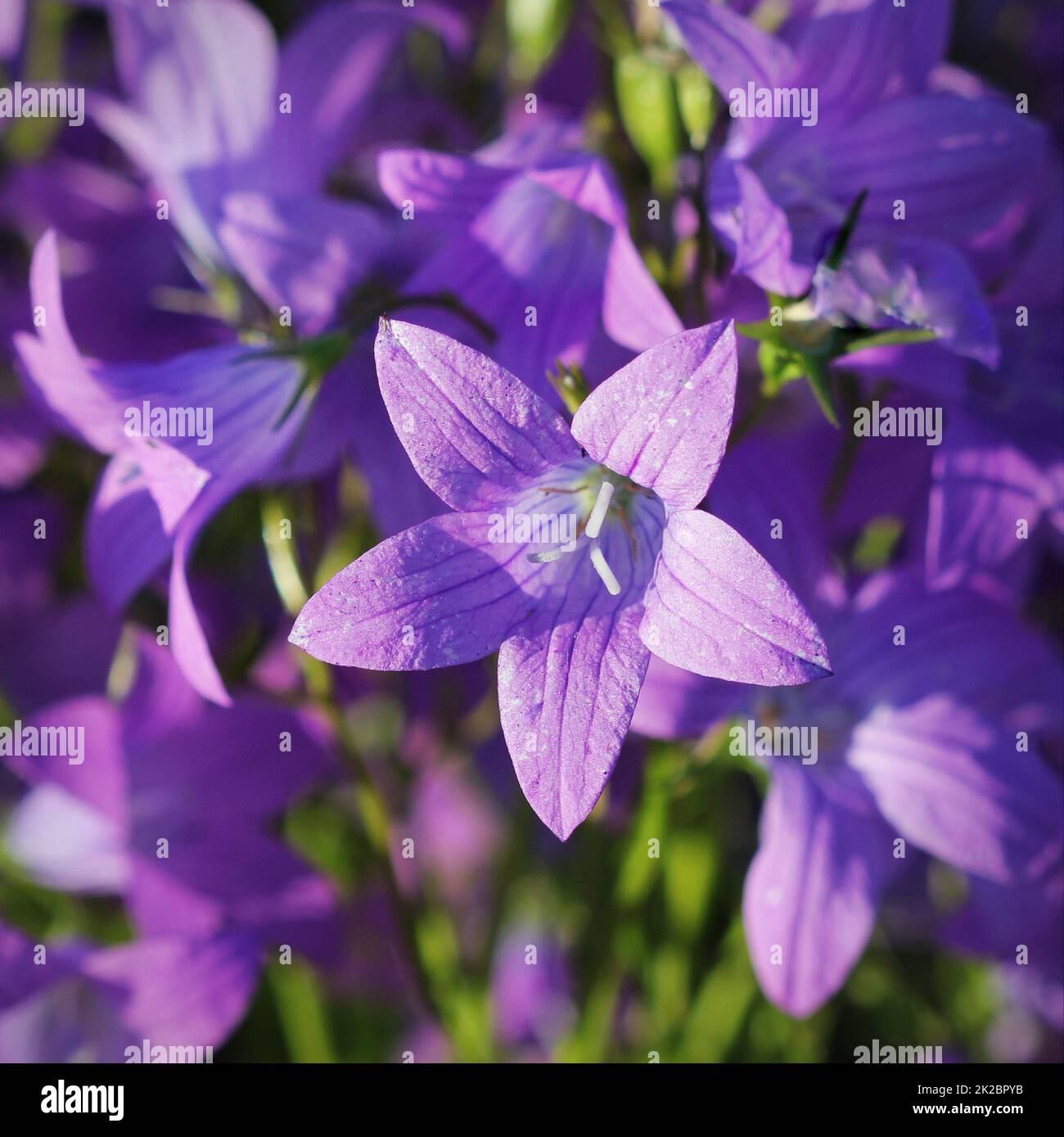 Flower of Campanula patula spreading bellflower in bloom on the meadow ...