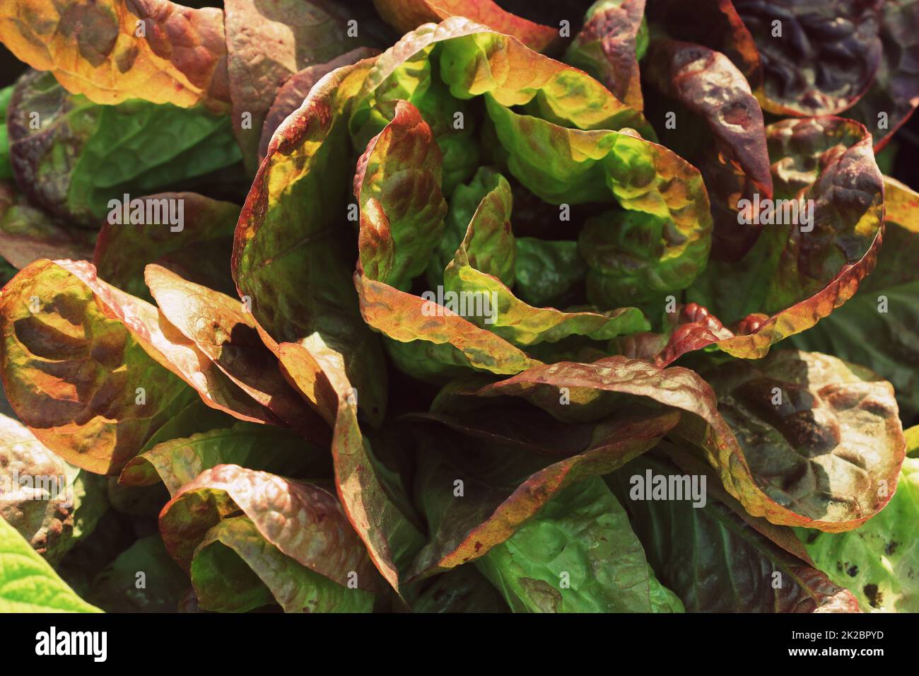 Fresh red lettuce growing in vegetable garden Stock Photo - Alamy
