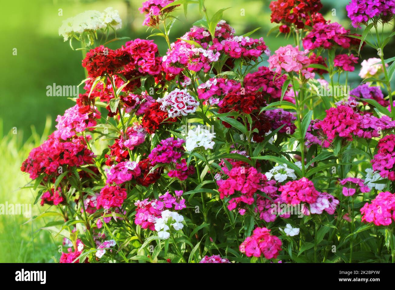 Flowerbed of Dianthus barbatus. Color photo of William flowers Stock ...