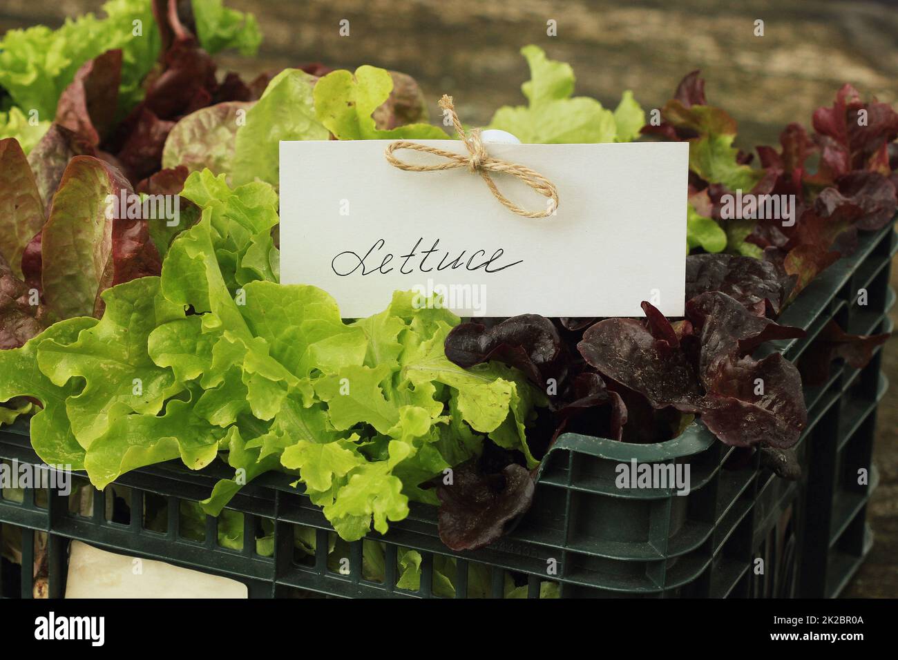 Fresh raw lettuce packed in plastic box ready to sell Stock Photo - Alamy