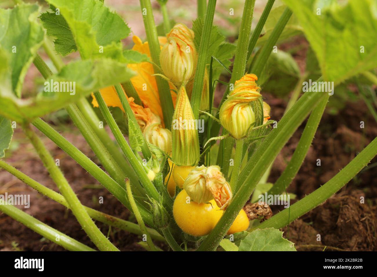 Round yellow zucchini with green leaves and yellow flowers growing in ...