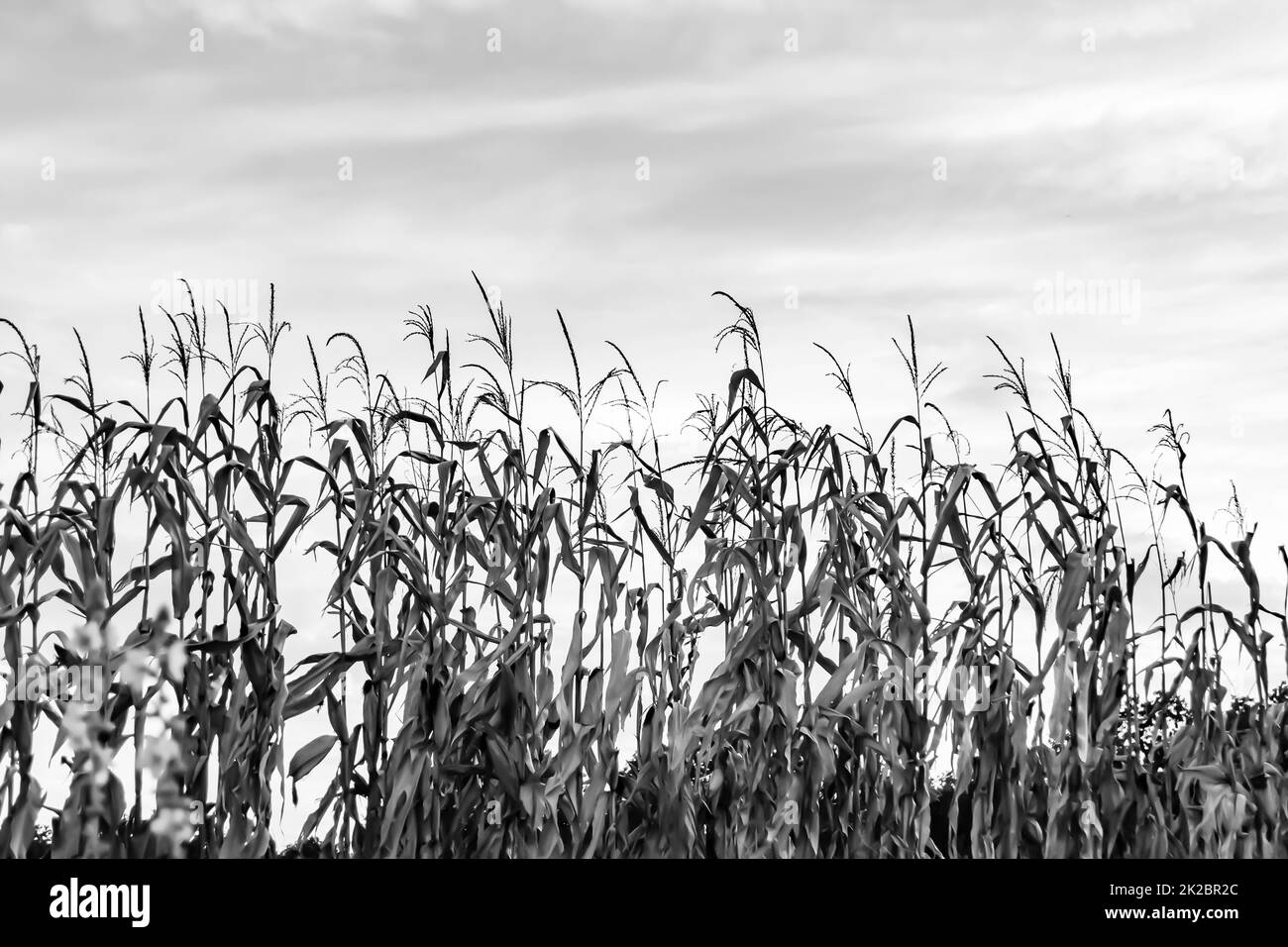 Corn maize harvest hi-res stock photography and images - Alamy