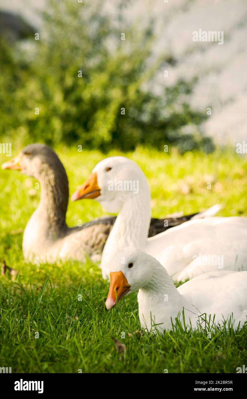 Resting geese hi-res stock photography and images - Alamy