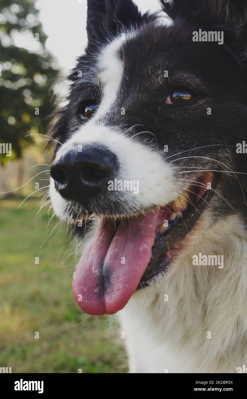 Samoyed dog german shepherd hi-res stock photography and images - Alamy