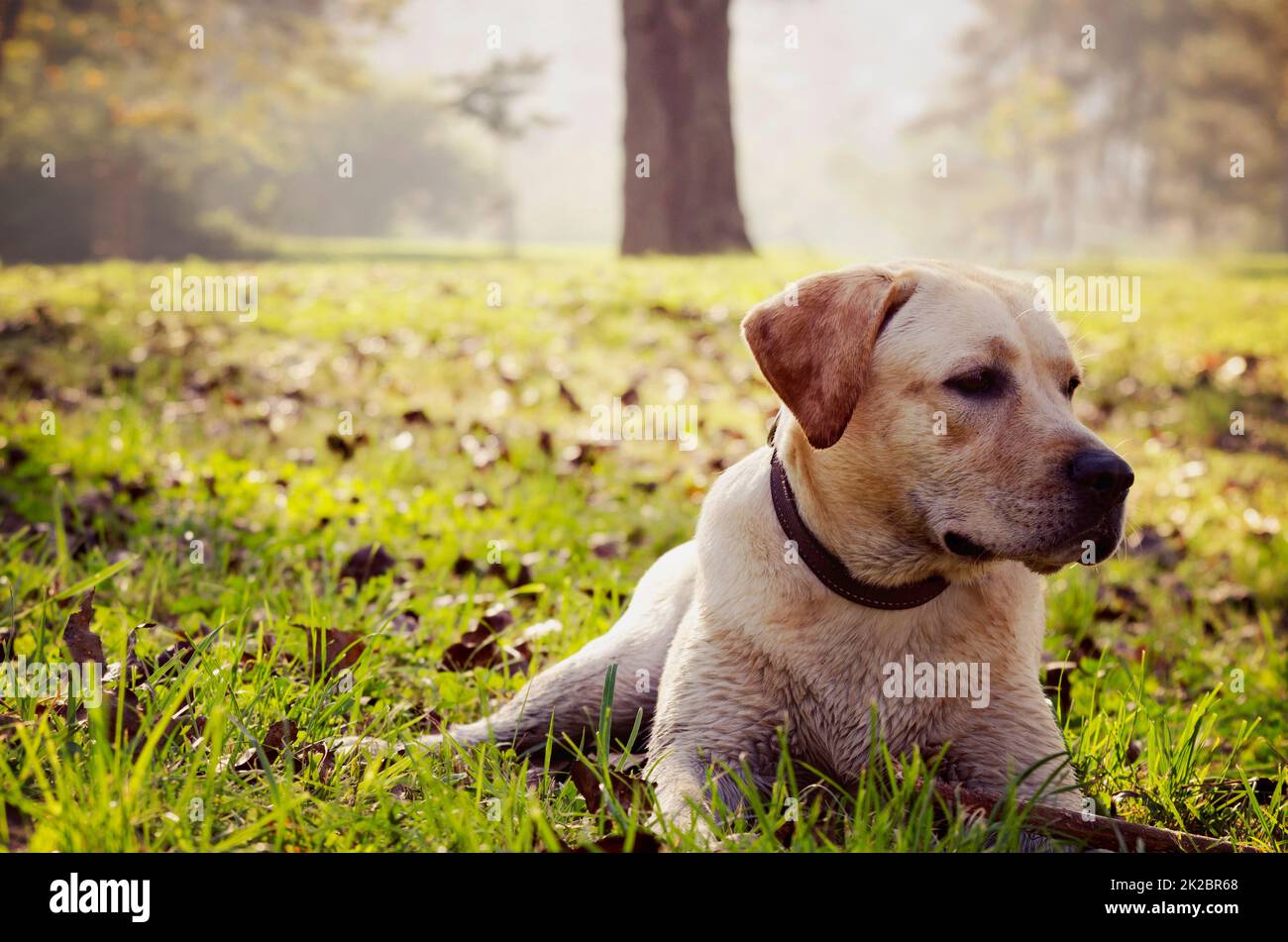 Smart park dog hi-res stock photography and images - Alamy