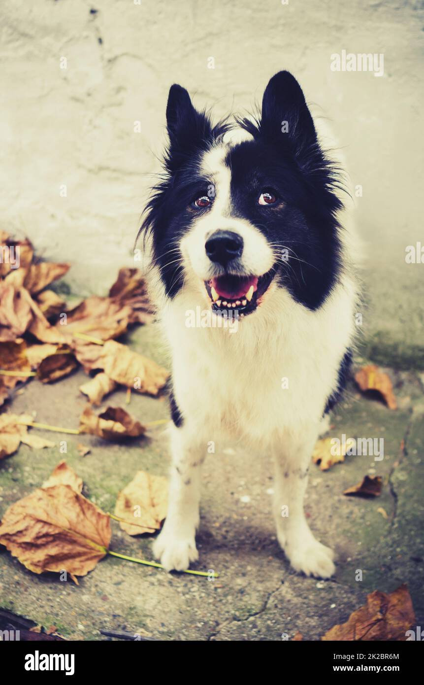 Samoyed dog german shepherd hi-res stock photography and images - Alamy