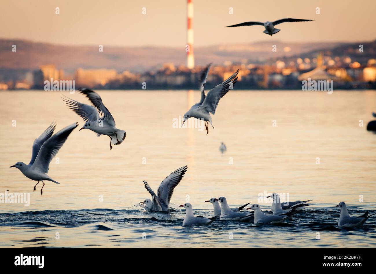 Free gulls hi-res stock photography and images - Alamy