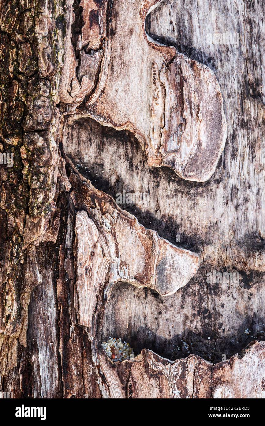 Detail of a tree trunk with bark Stock Photo - Alamy