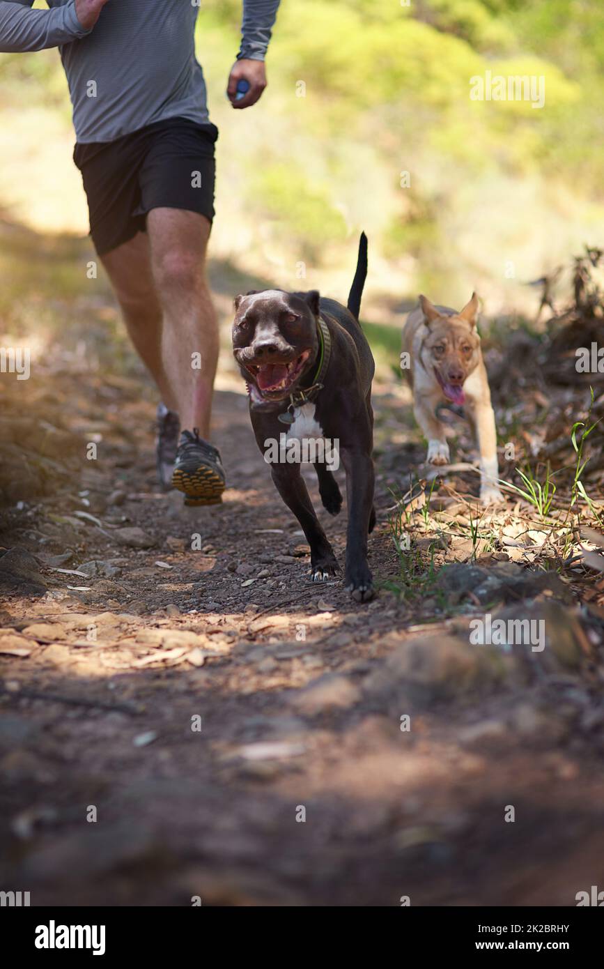 Forest run. Shot of a dog running with his owner in the woods Stock ...