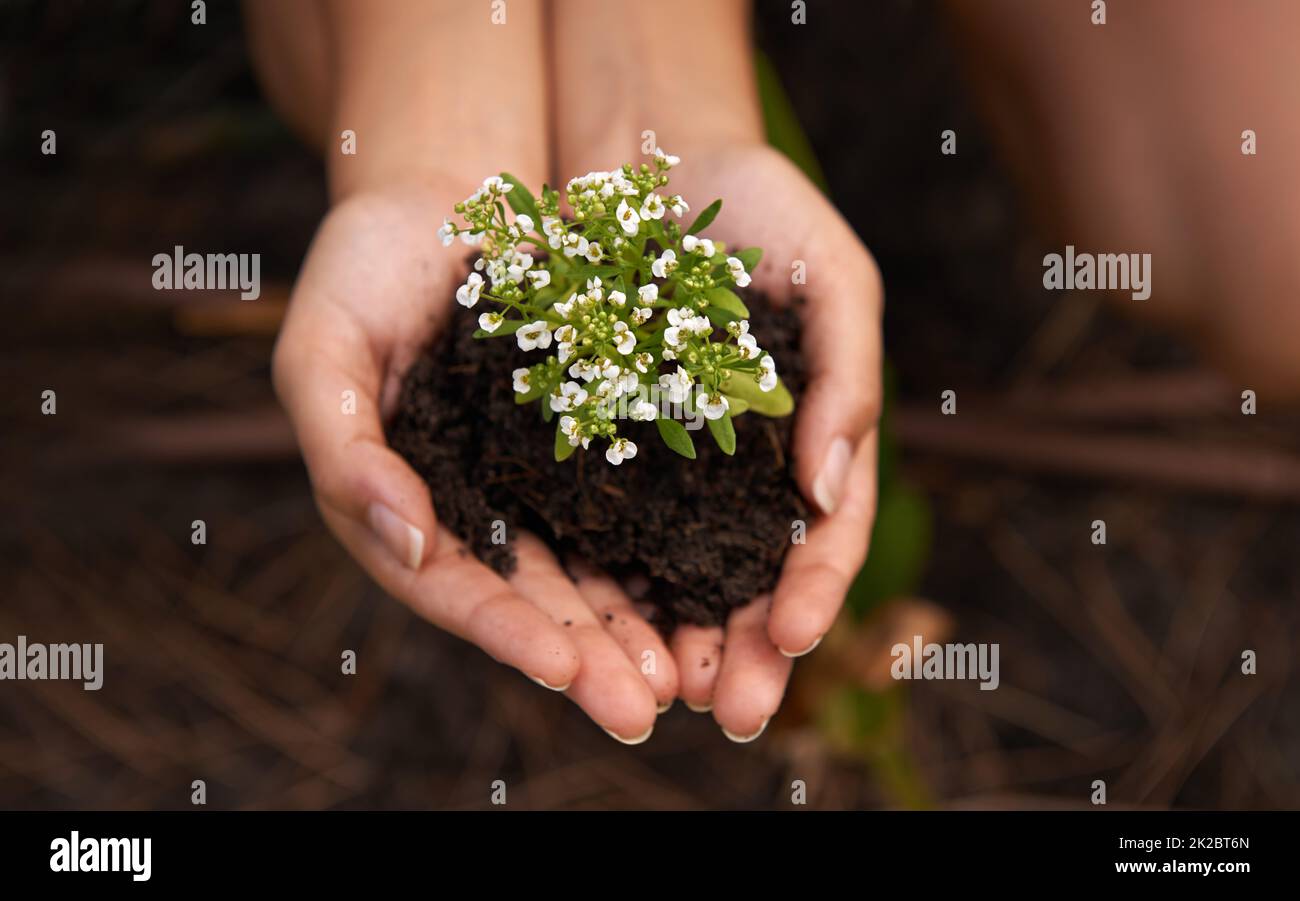 Hands Planting Flowers