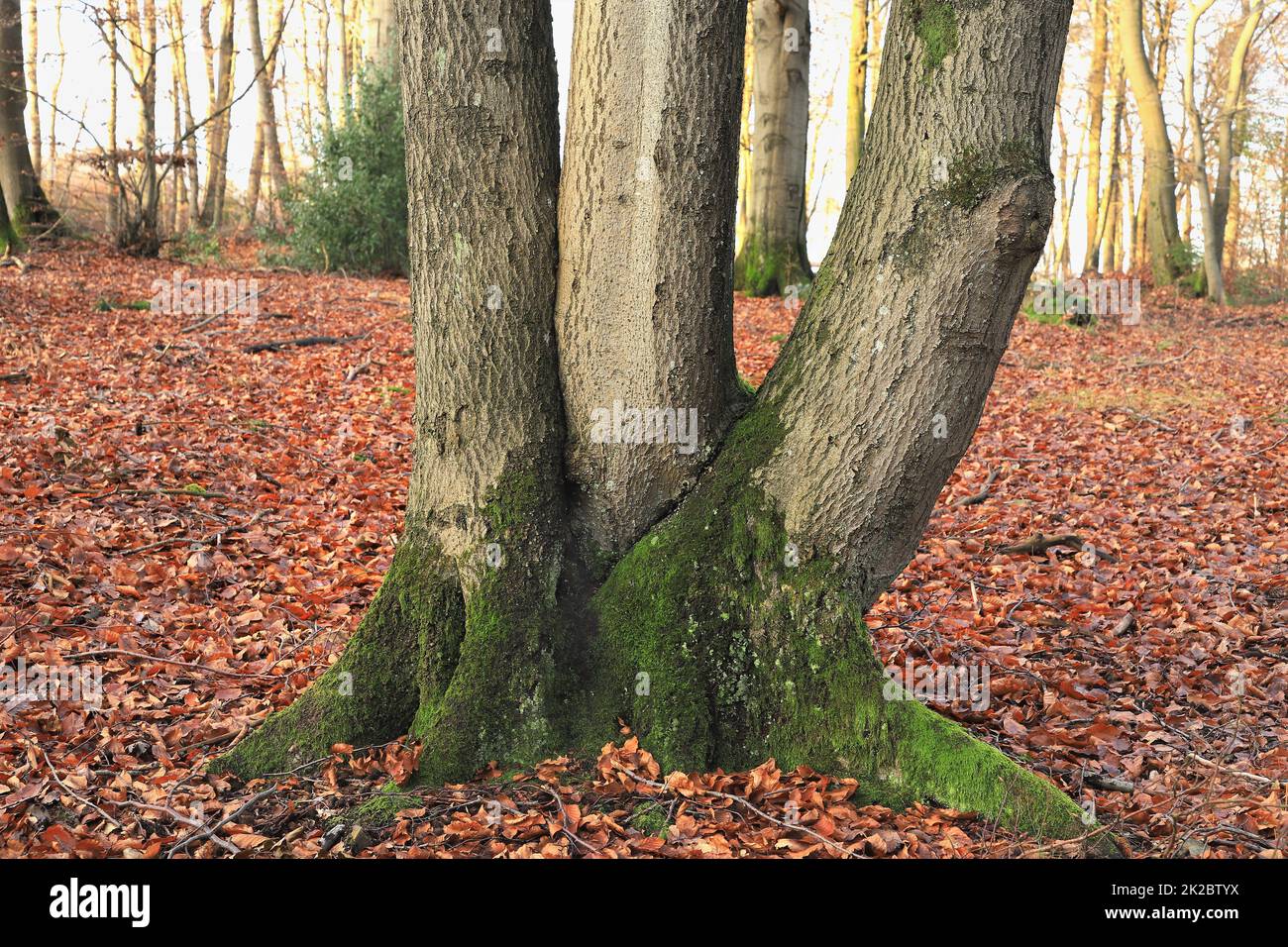 Dreibra hi-res stock photography and images - Alamy