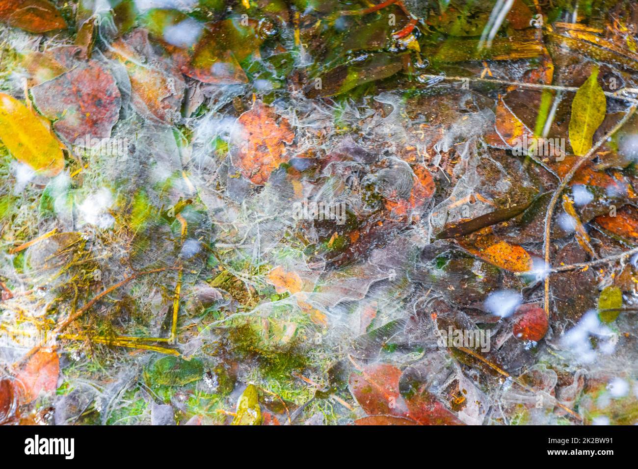 Texture palm tree foliage in pond sump water nature Mexico Stock Photo ...