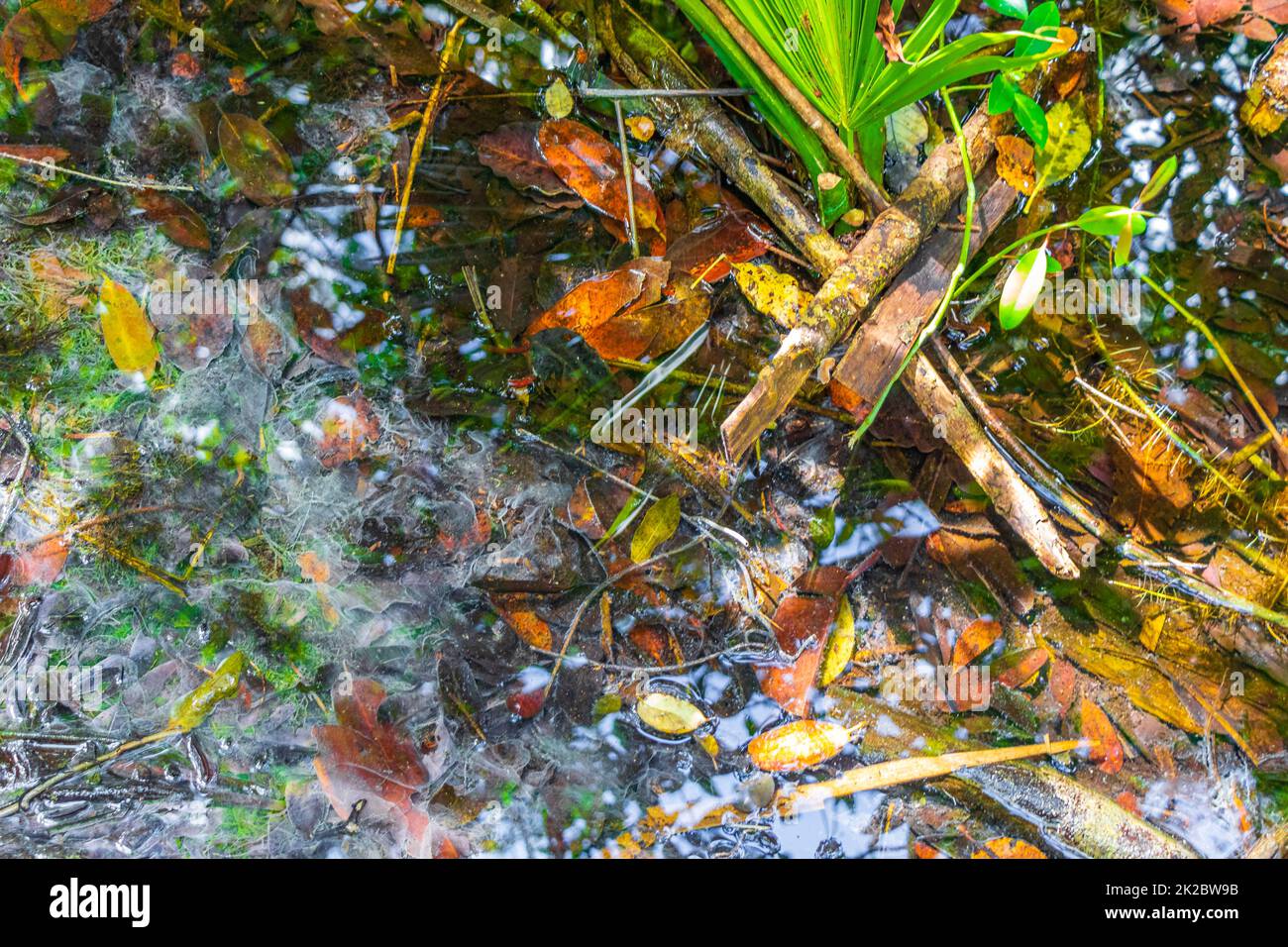 Texture palm tree foliage in pond sump water nature Mexico Stock Photo ...