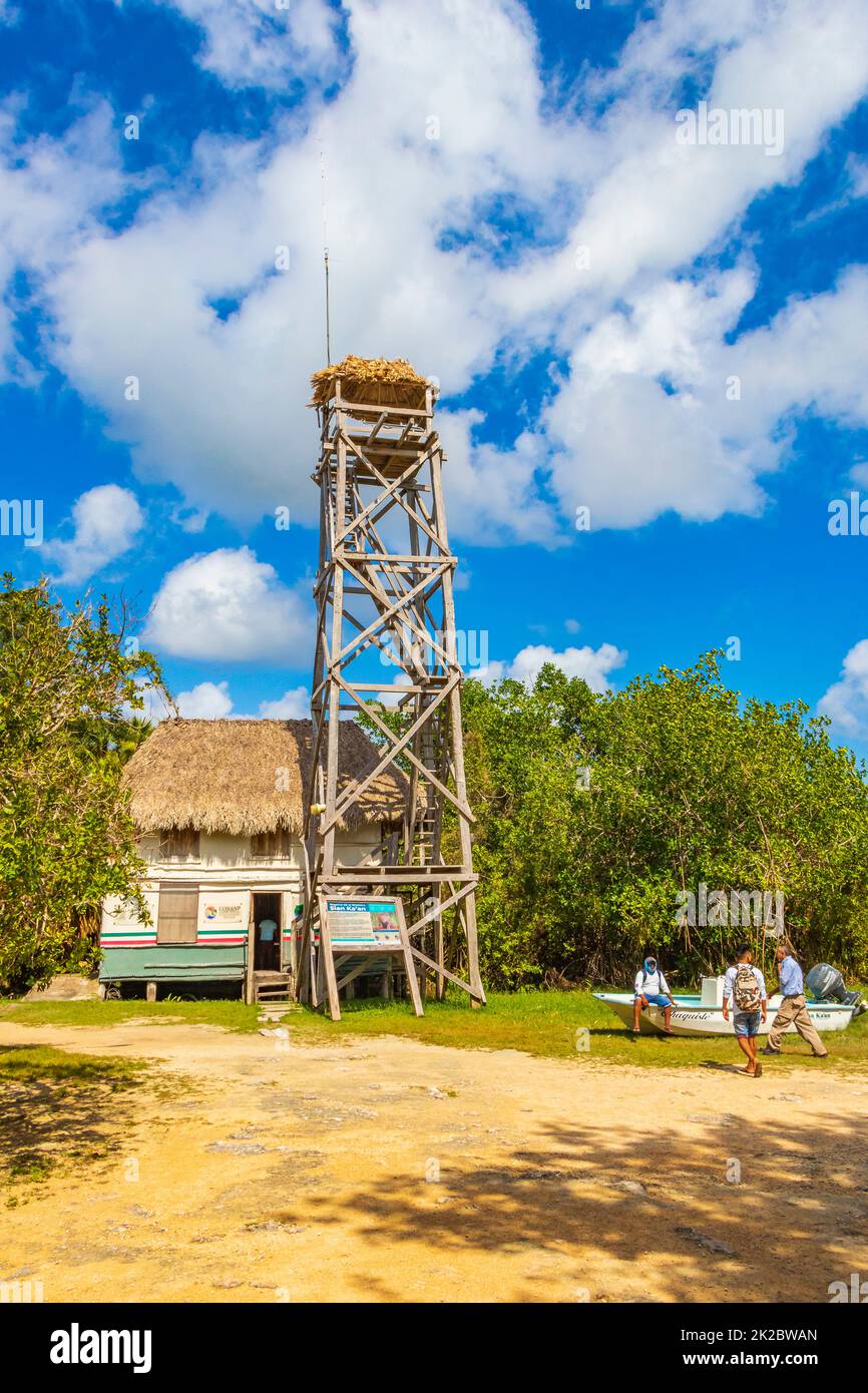 Muyil Lagoon panorama view watch tower in tropical jungle Mexico Stock ...