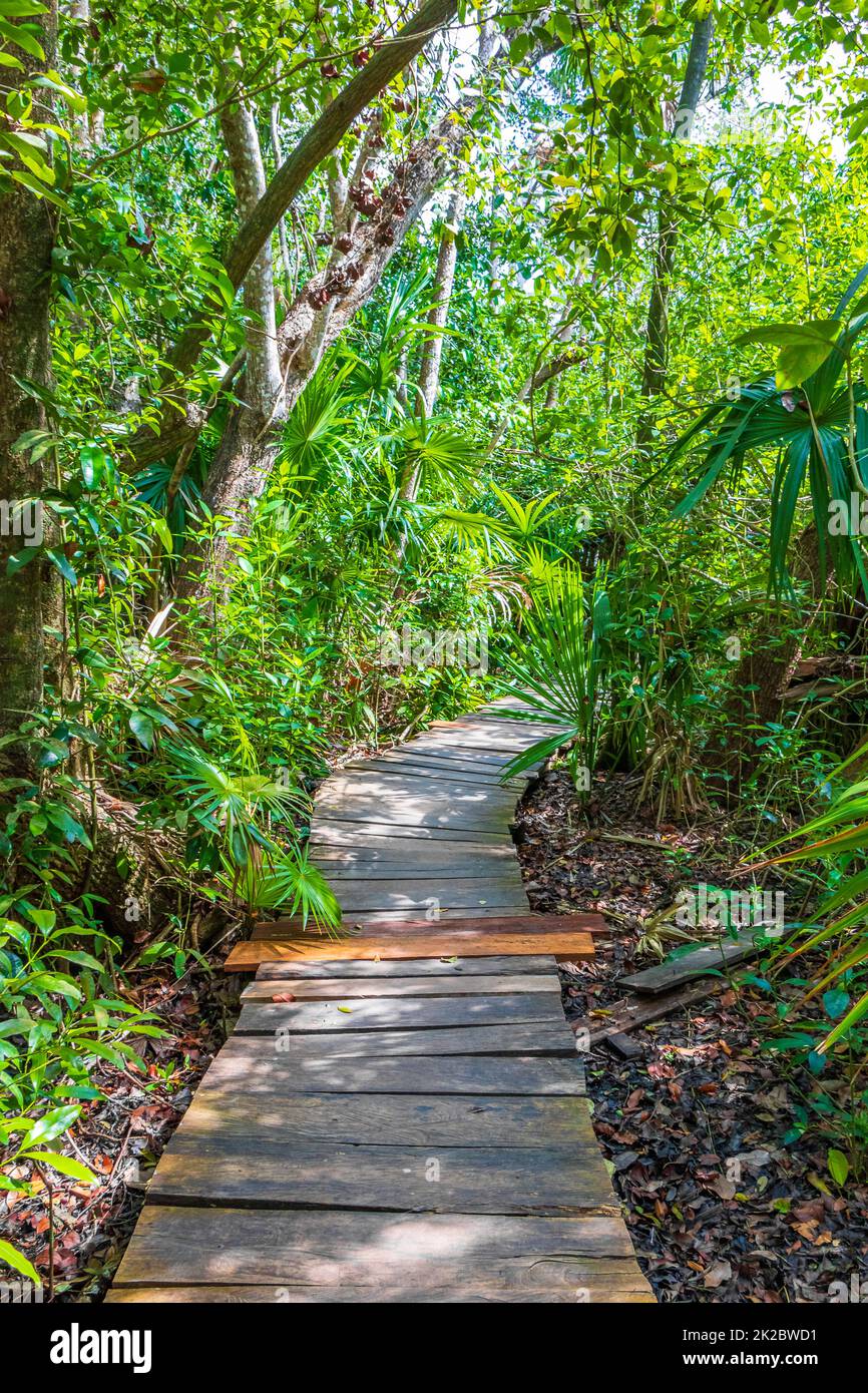 Tropical jungle plants trees wooden walking trails Sian Kaan Mexico ...