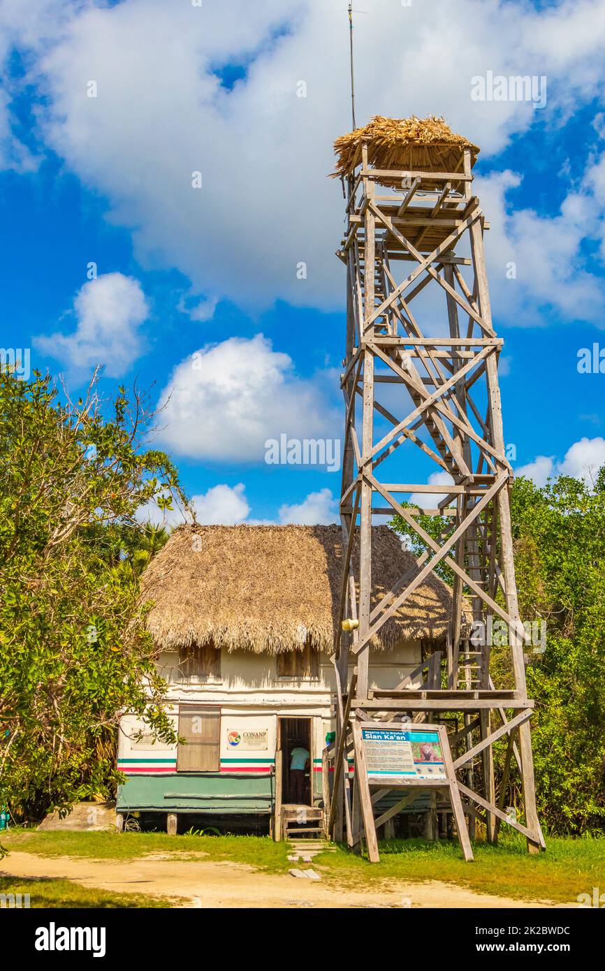 Muyil Lagoon panorama view watch tower in tropical jungle Mexico Stock ...
