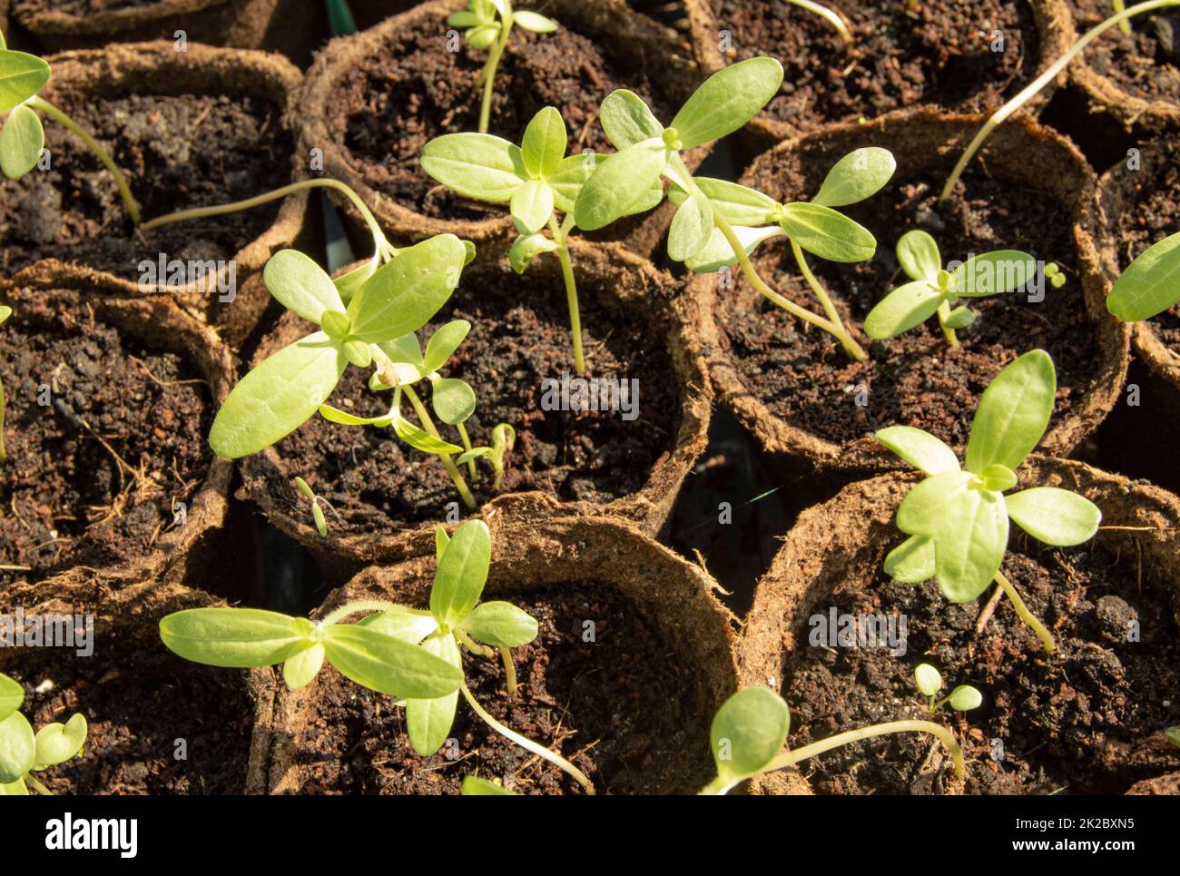 Close-up of growing seedlings of vegetables and flowers in peat pots ...