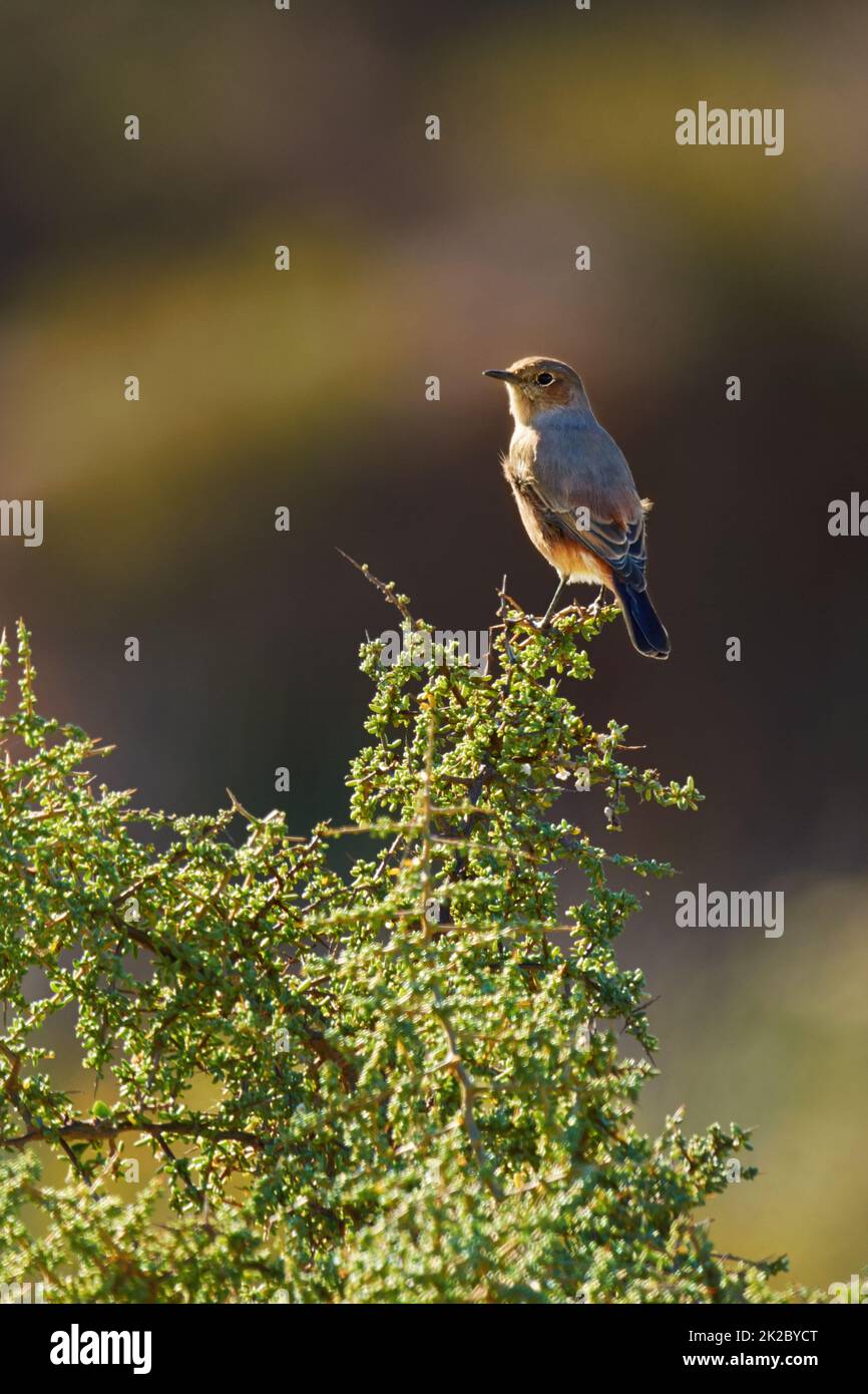 Shot of a bird hi-res stock photography and images - Alamy