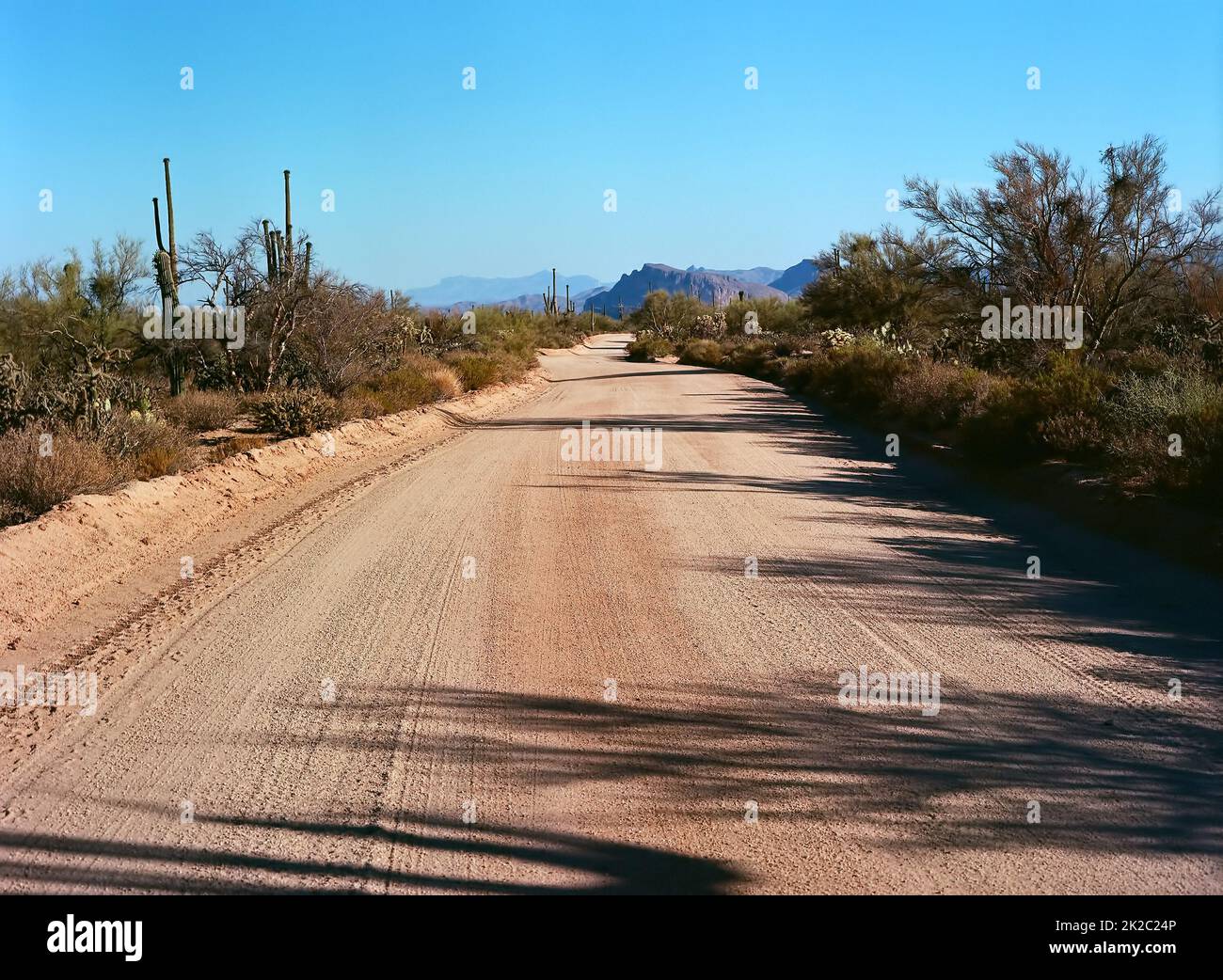 Desert Road. Cactus, lines Stock Photo - Alamy