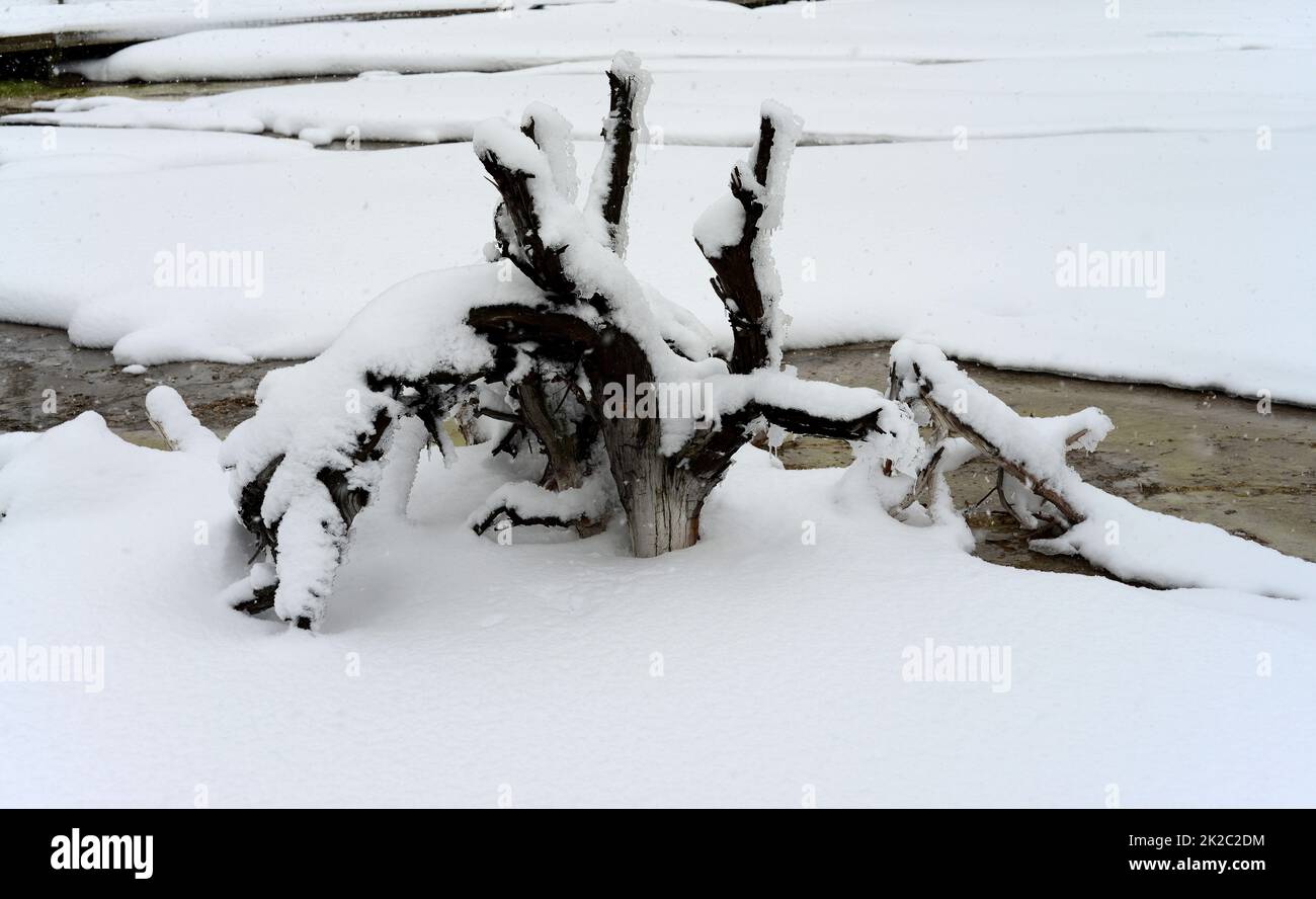 Dead tree Yellowstone National Park Stock Photo - Alamy