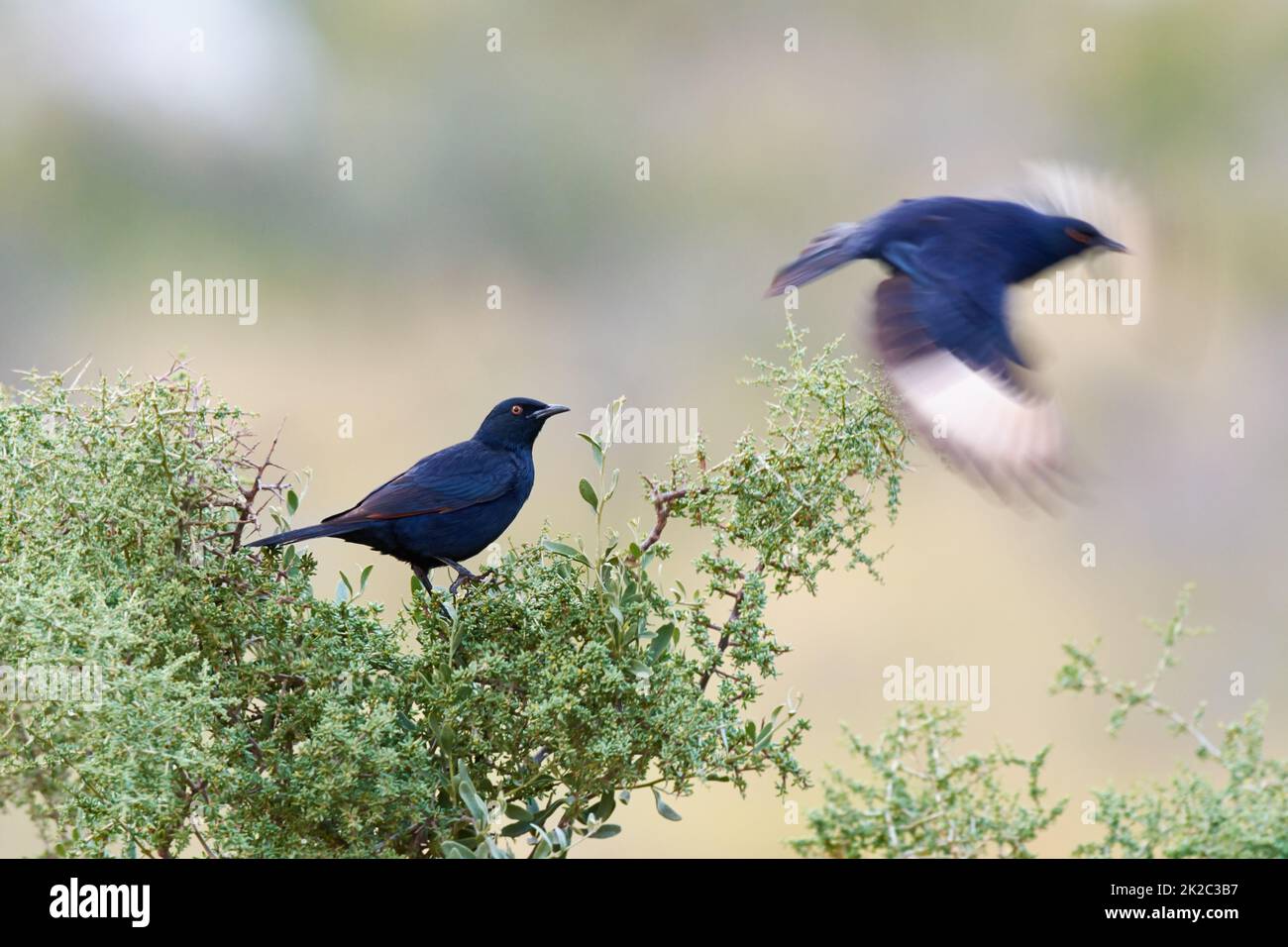 Indigenous bird species hi-res stock photography and images - Alamy