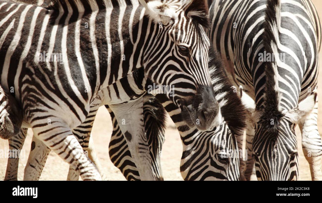 Can you tell how many zebras there are. Shot of zebras on the plains of ...