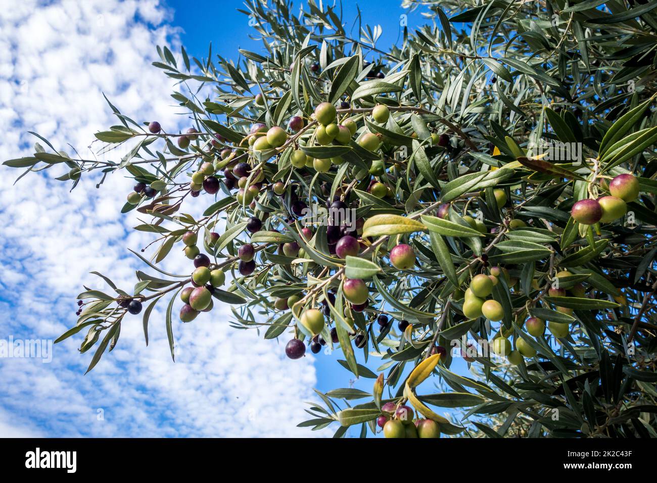 Natural olive tree view hi-res stock photography and images - Alamy